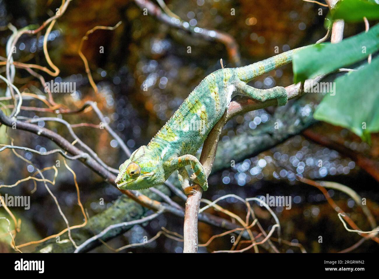 Chameleon walking hi-res stock photography and images - Alamy