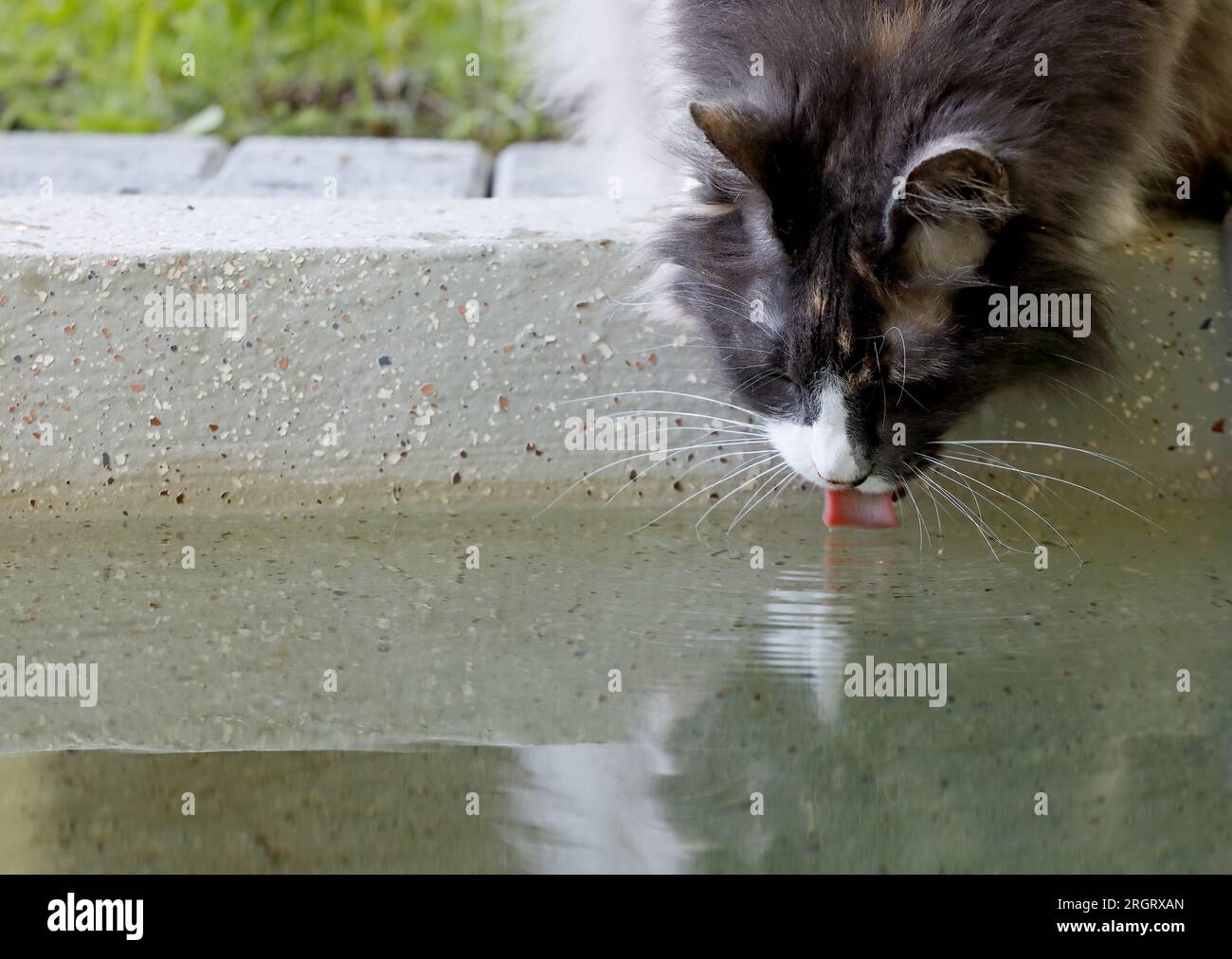 Black cat drinking water from hi-res stock photography and images - Alamy