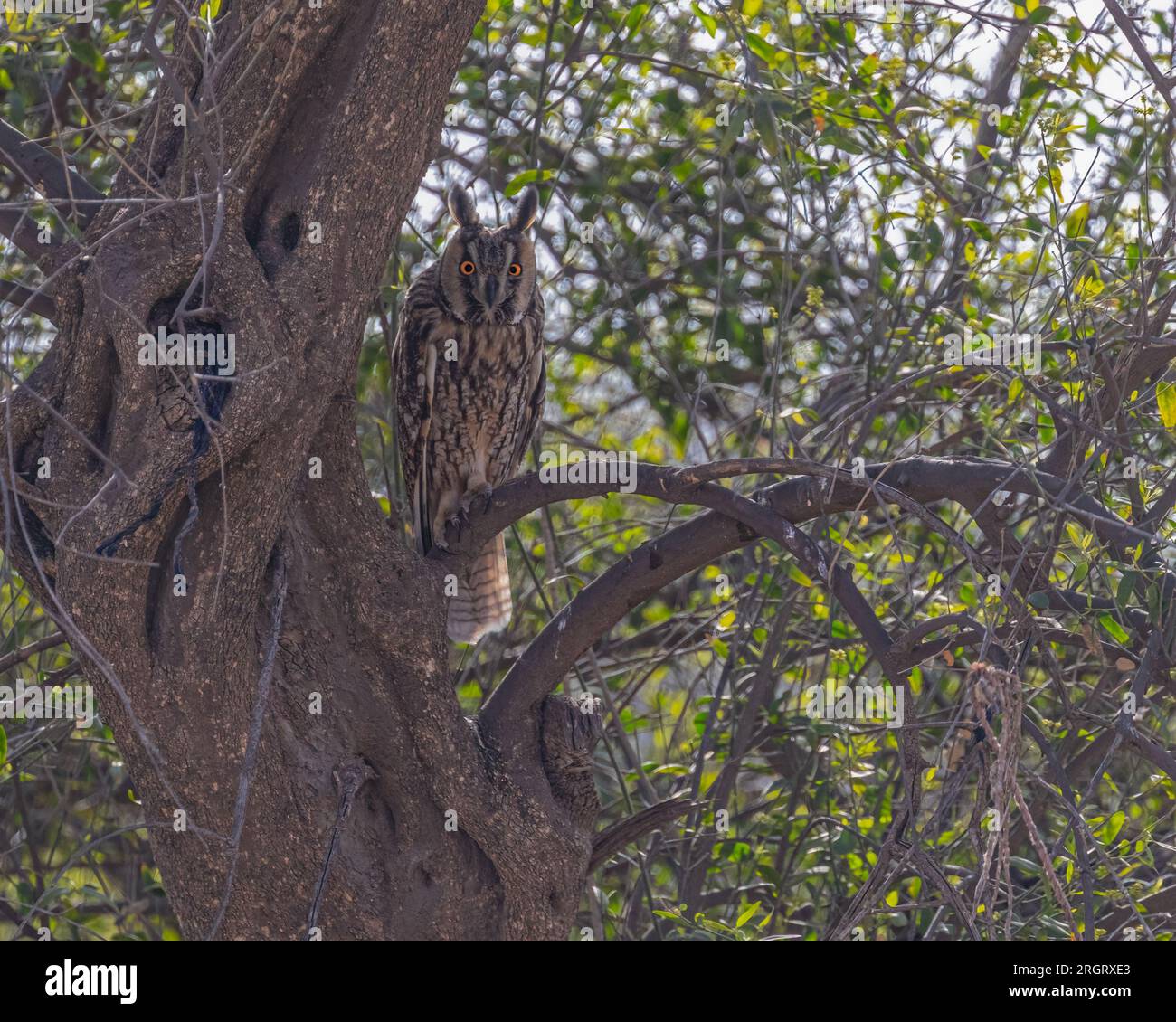 Little owl resting sitting on hi-res stock photography and images - Alamy