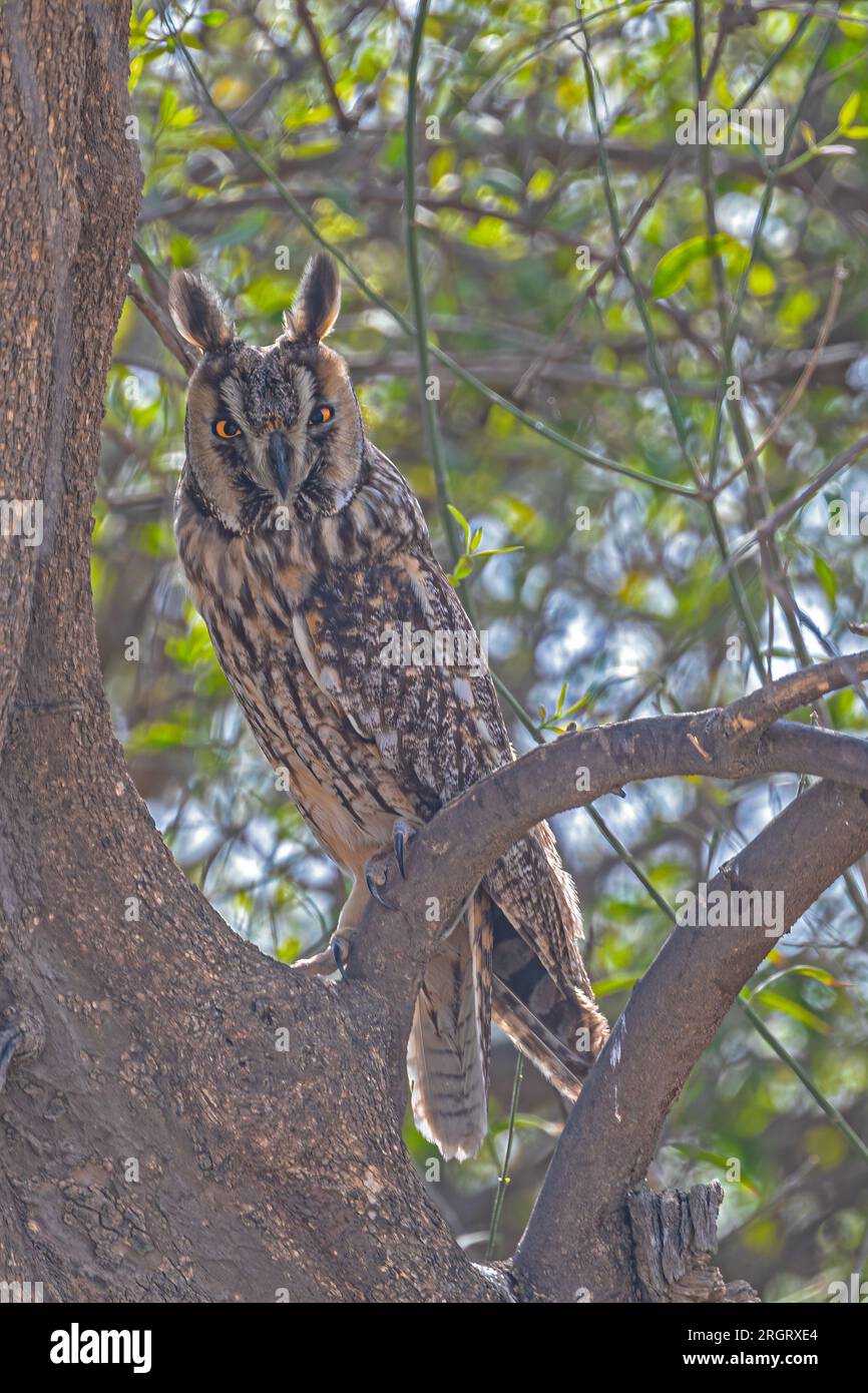 Long eared owl on perch hi-res stock photography and images - Alamy
