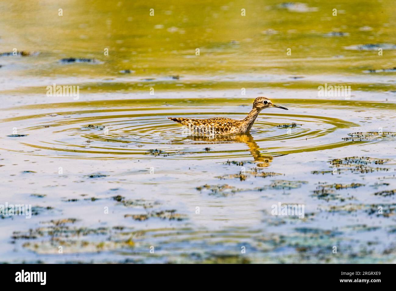 Piper lake hi-res stock photography and images - Alamy