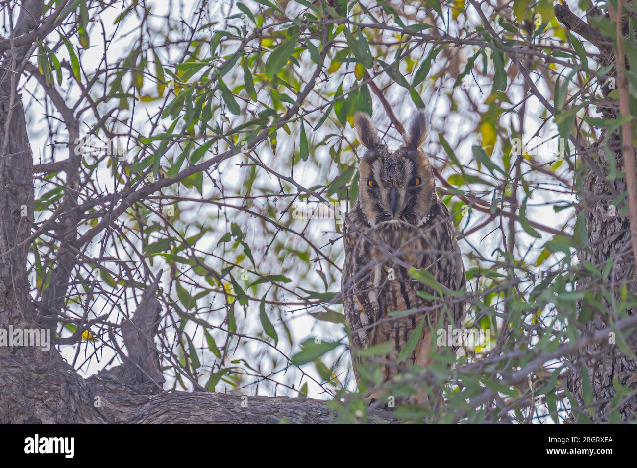 A long eared owl hidden in a tree Stock Photo - Alamy