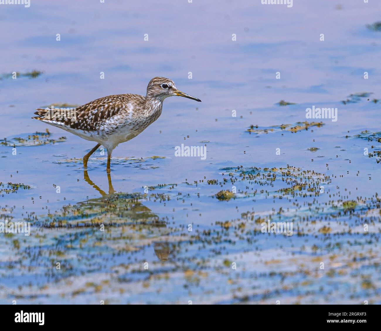 A wood Sandpiper with insects Stock Photo - Alamy