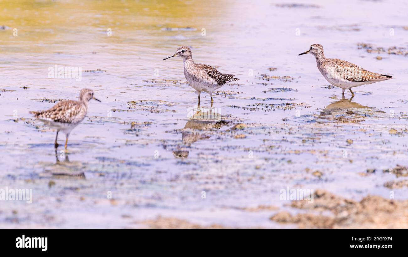 Three wood piper searching food in lake Stock Photo - Alamy