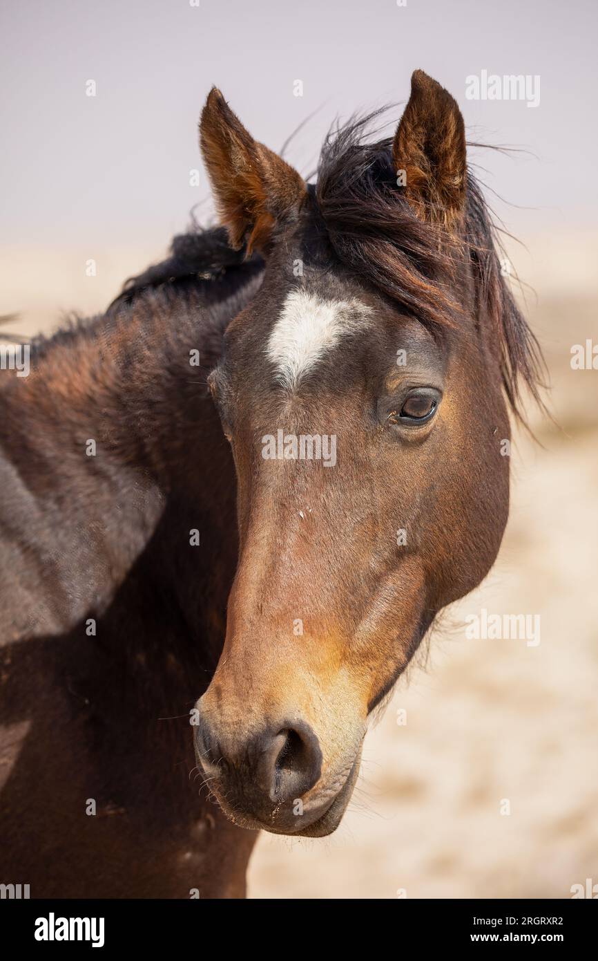 Wild horse of Garub, Namibia Stock Photo - Alamy