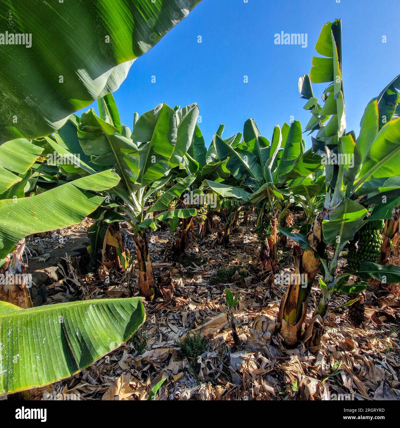 Just a stone's throw from Puerto de la Cruz, a lush banana plantation ...