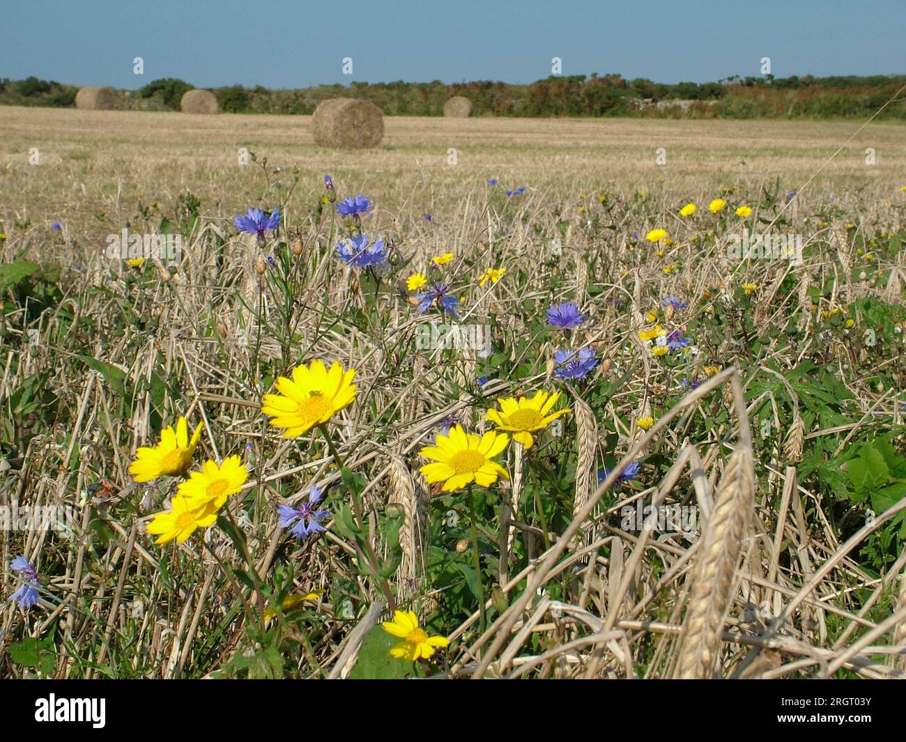 Yellow Corn marigold"Chrysanthemum segetum" and blue Cornflower ...