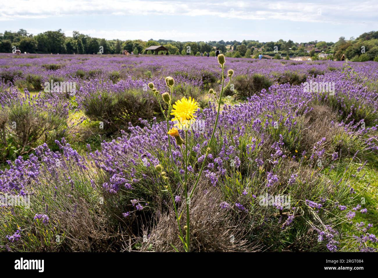 Banstead london hi-res stock photography and images - Alamy