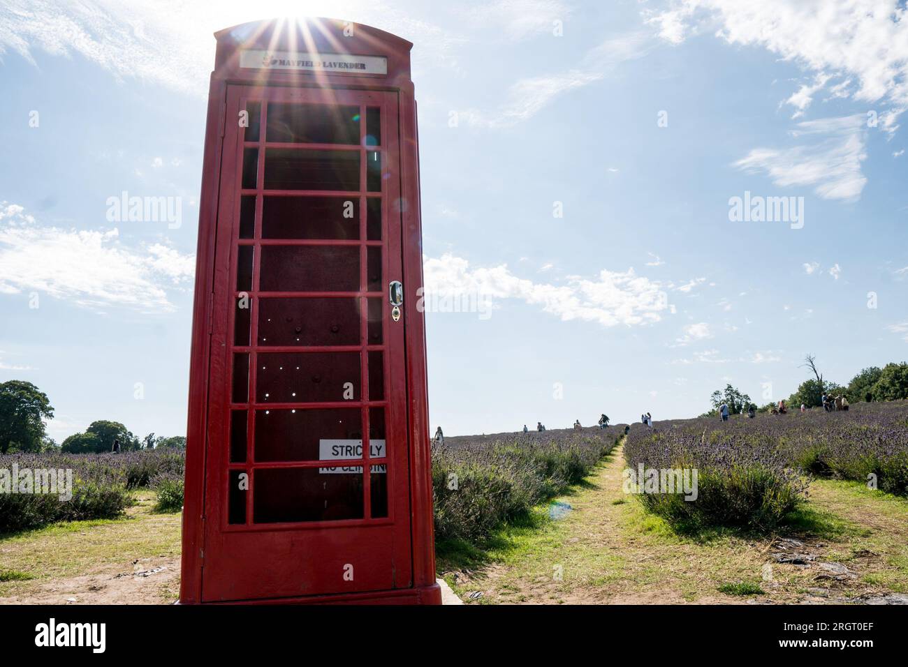 An iconic red telephone box in a lavender field on Mayfields farm ...