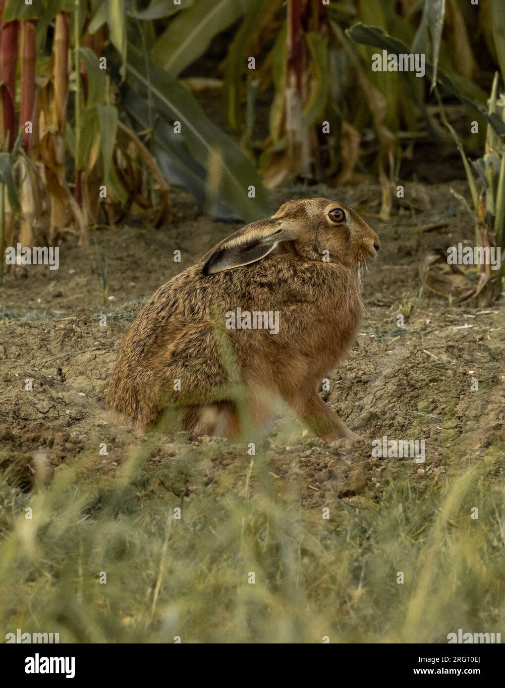 Sitting hare in field of maize. Looking away Stock Photo - Alamy