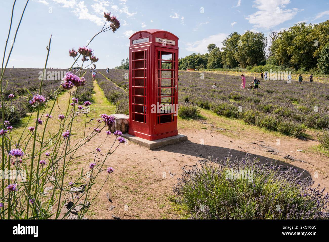 An iconic red telephone box in a lavender field on Mayfields farm ...