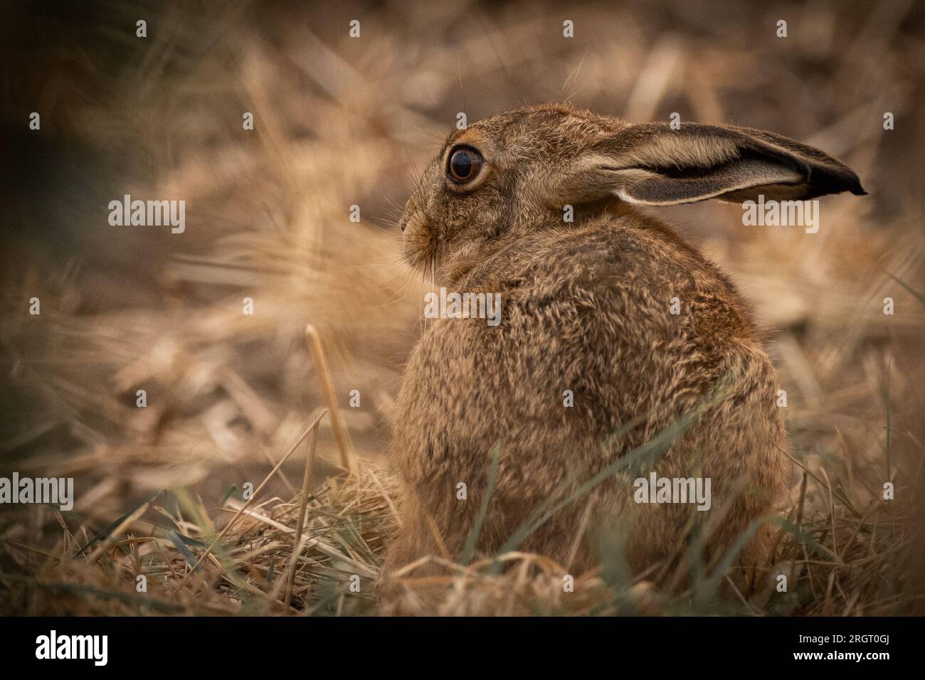 Leveret (Young brown hare) close up Stock Photo - Alamy