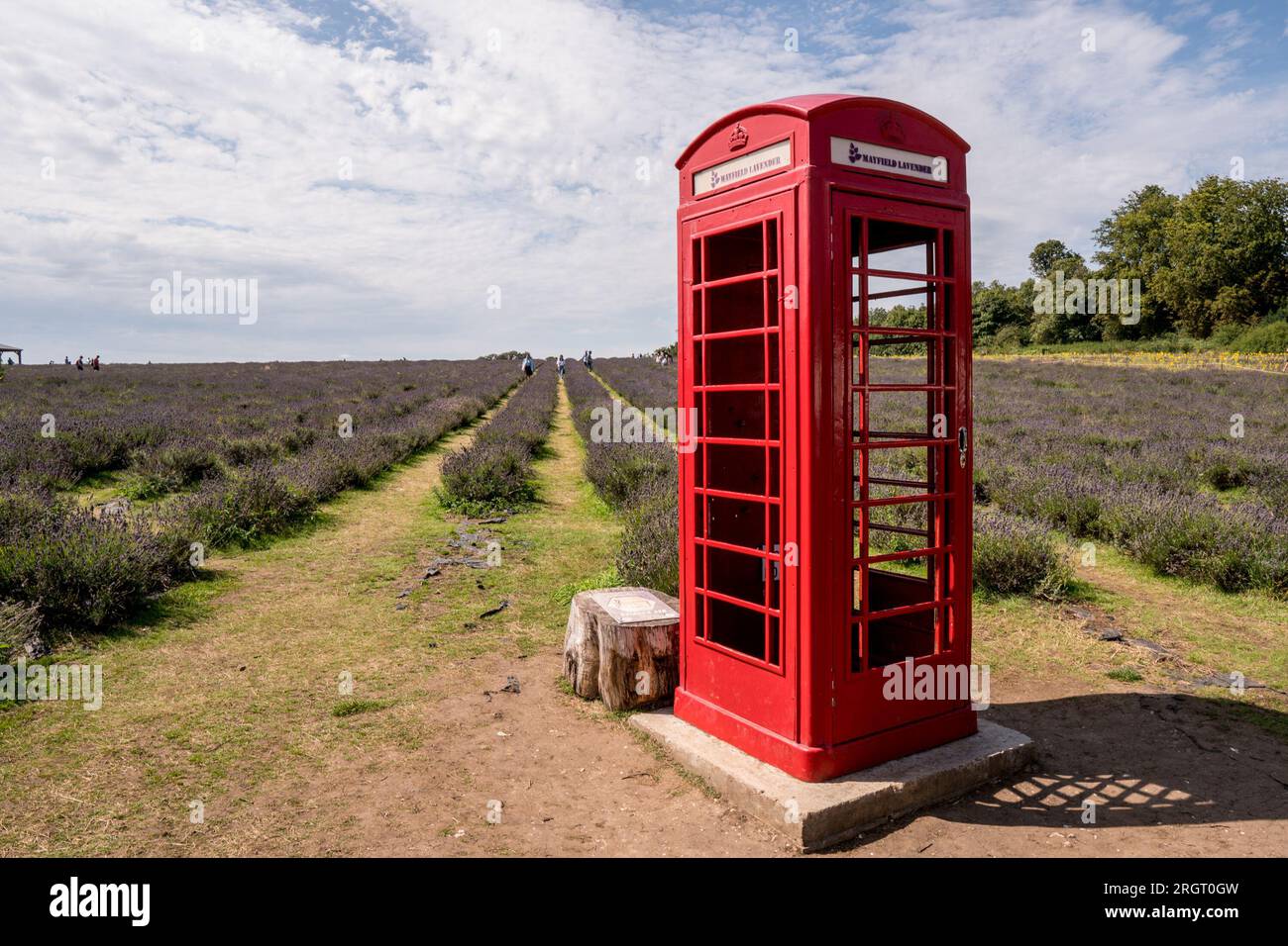 An iconic red telephone box in a lavender field on Mayfields farm ...