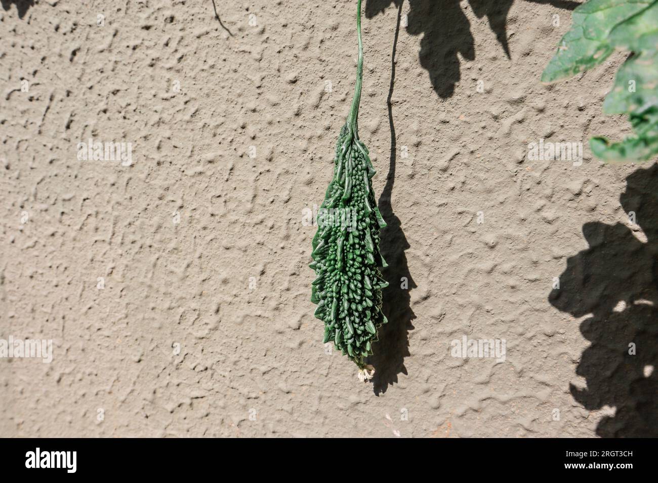 Fresh organic Bitter gourd plant, bitter melon, Karela. Fresh green ...