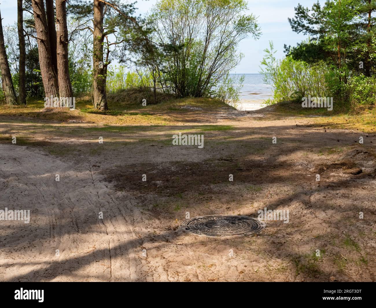 Green pine forest at summer. Dirt road. Jurmala. Hatch on ground Stock ...