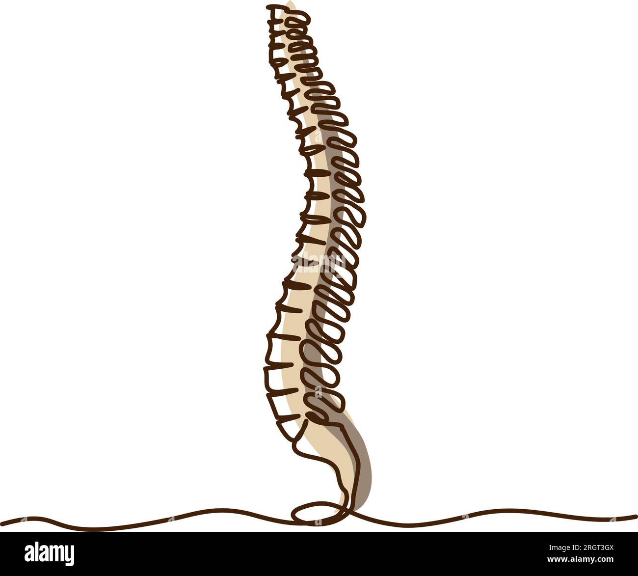 Spine Clip Art