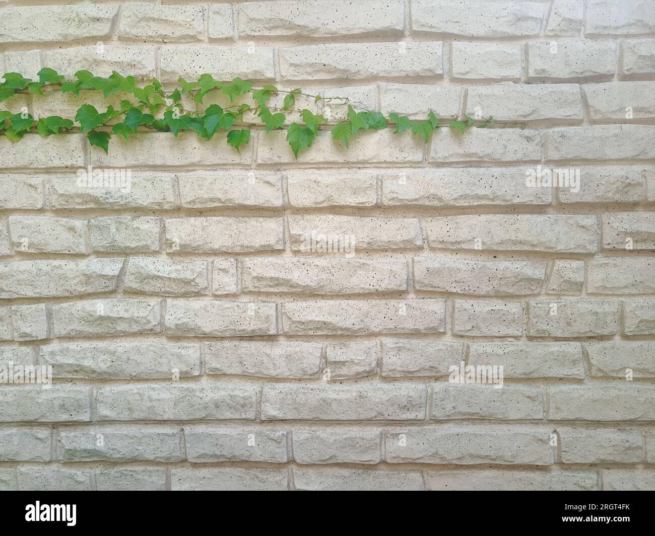 A clean, white brick wall with green ivy growing along the top edge of ...
