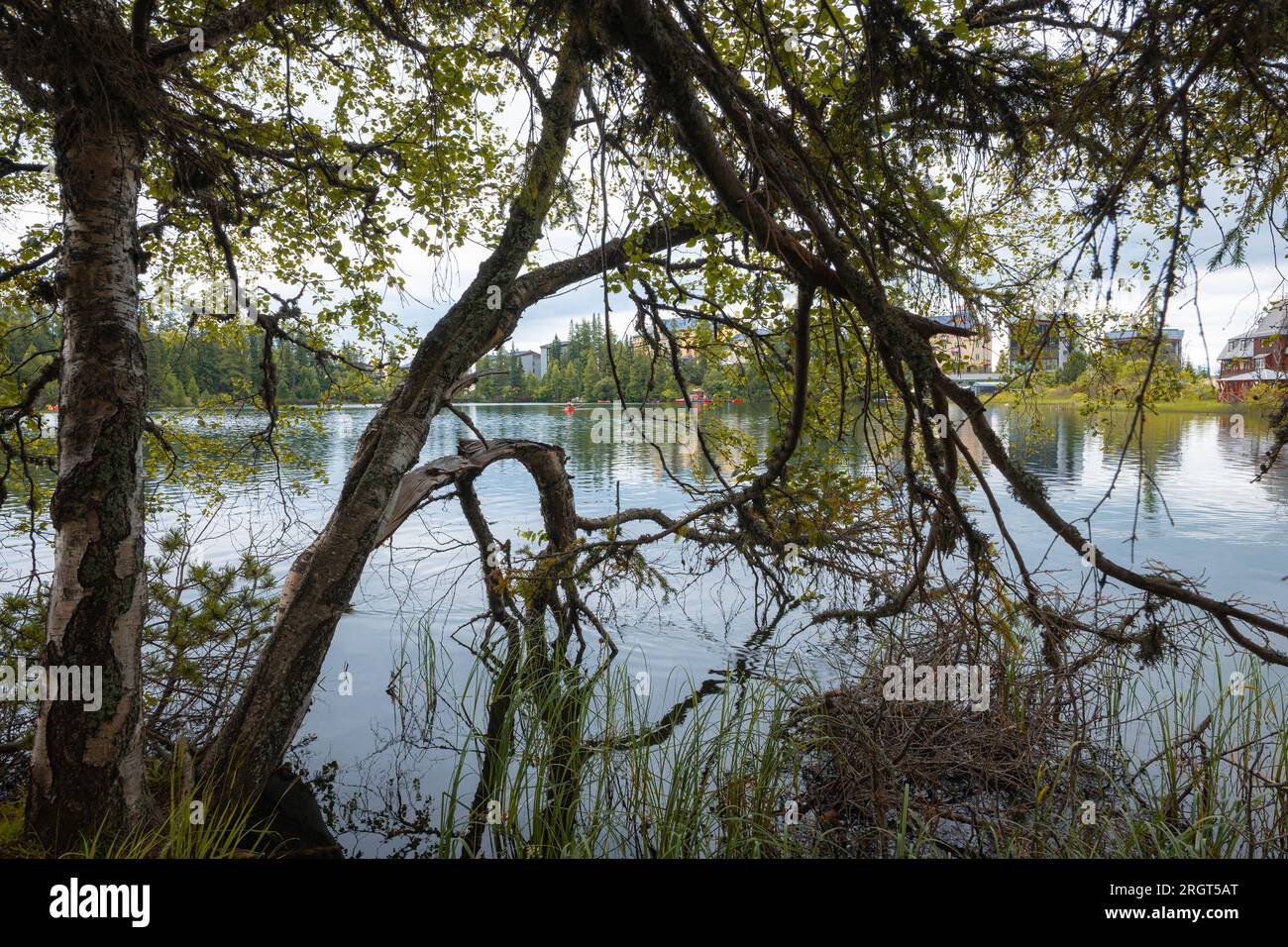 Landscape image of silhouette of tree branches hanging over the water ...