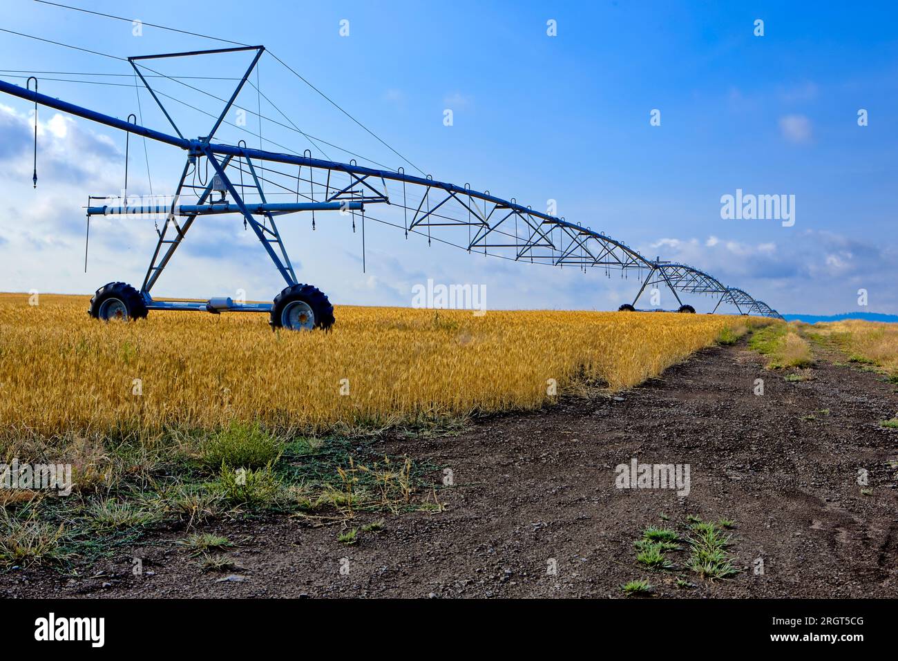 Large irrigation pipe system stands in an already harvested farm field ...