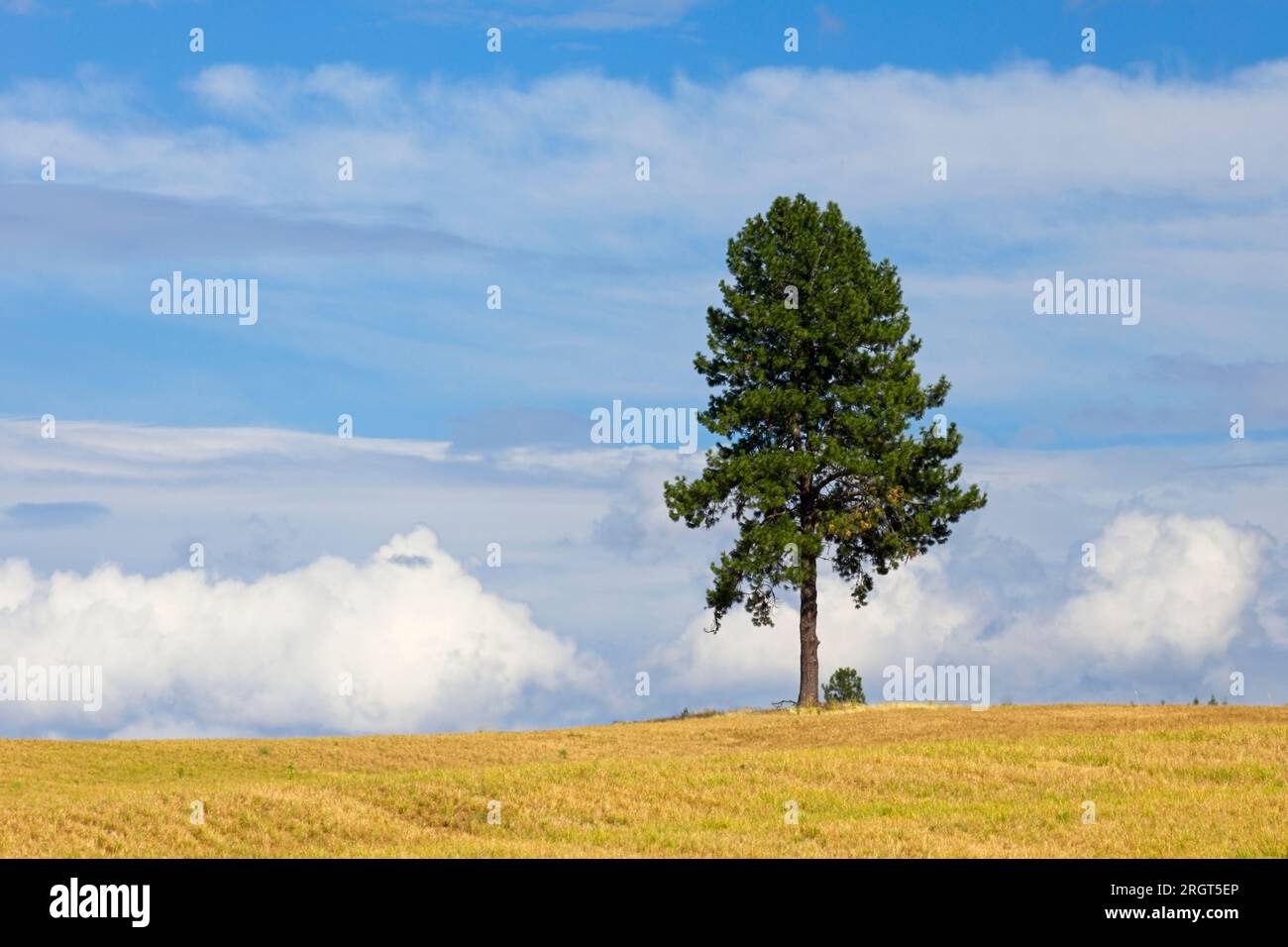 A scenic landscape photo of a lone pine tree against a partly cloudy sky in an already harvested ...