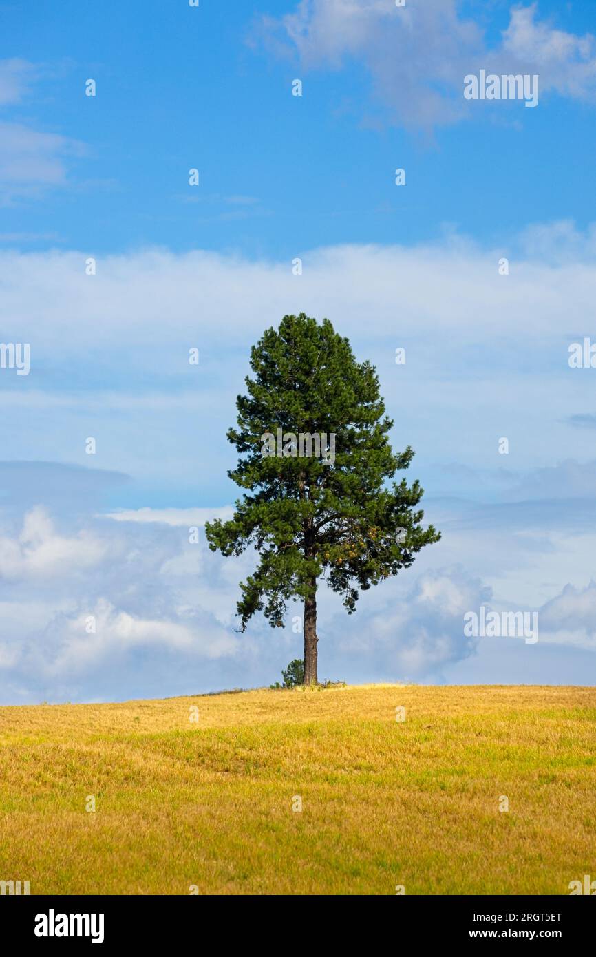 A scenic landscape photo of a lone pine tree against a partly cloudy ...