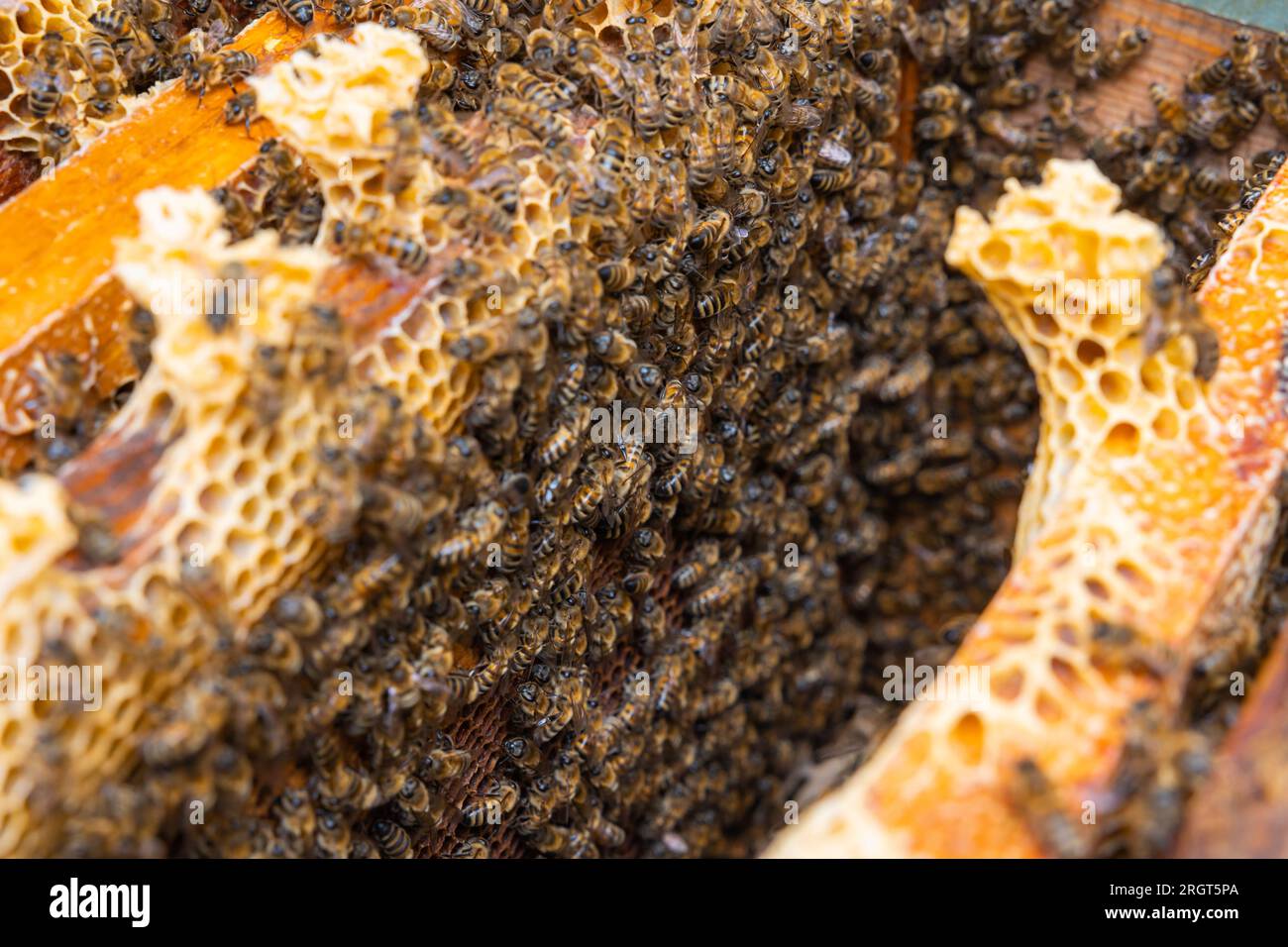 Apiculture or honey production background photo. Inside of a beehive in ...