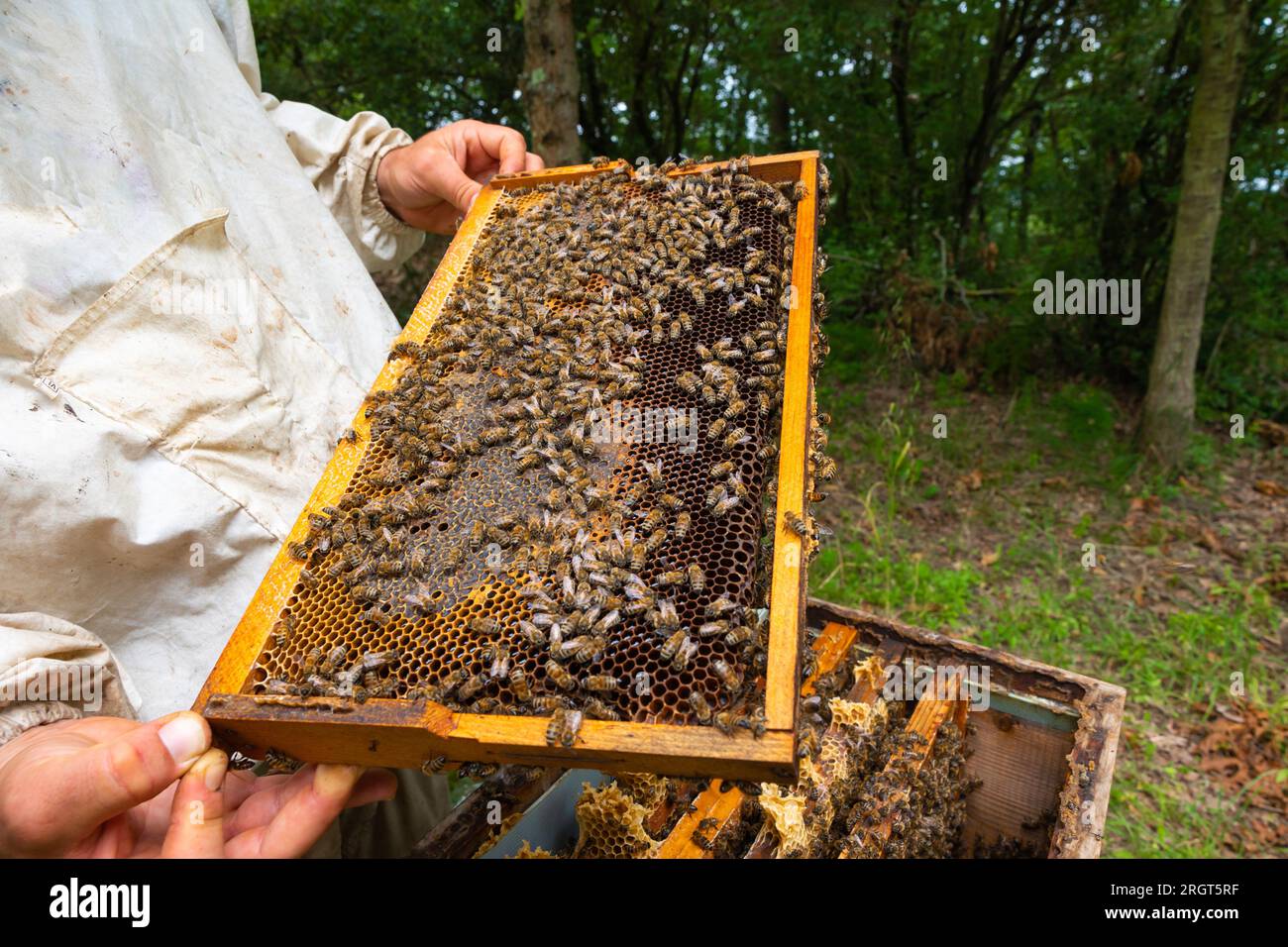 Beekeeper or apiarst looking a honeycomb frame which is pulled out from ...