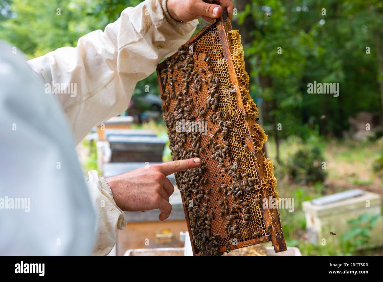Apiculture or beekeeping or honey production background photo ...