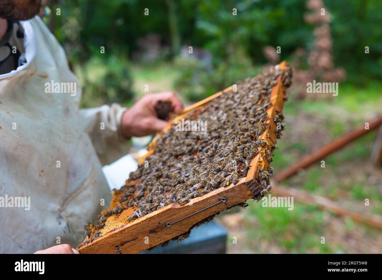 Male beekeeper holding hive hi-res stock photography and images - Alamy