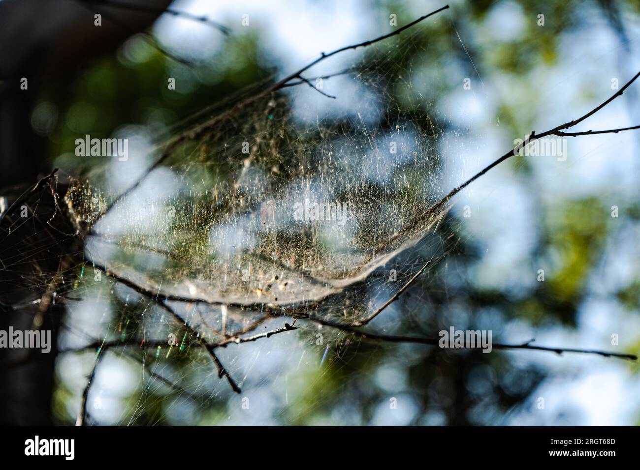Spider net in the forest Stock Photo - Alamy