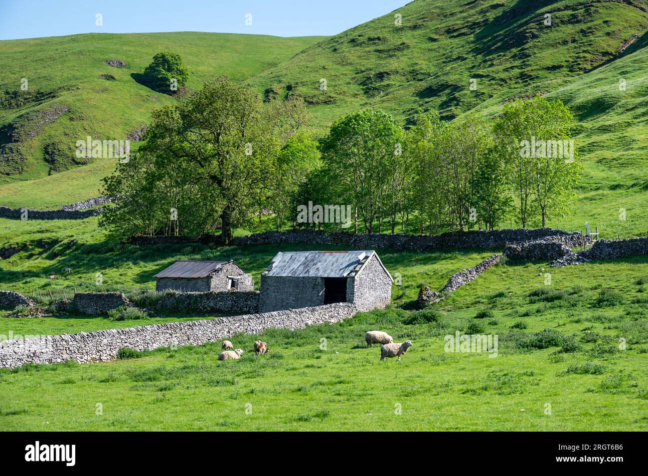Stone house and sheep's grazing in barn farm at Peak District UK Stock ...