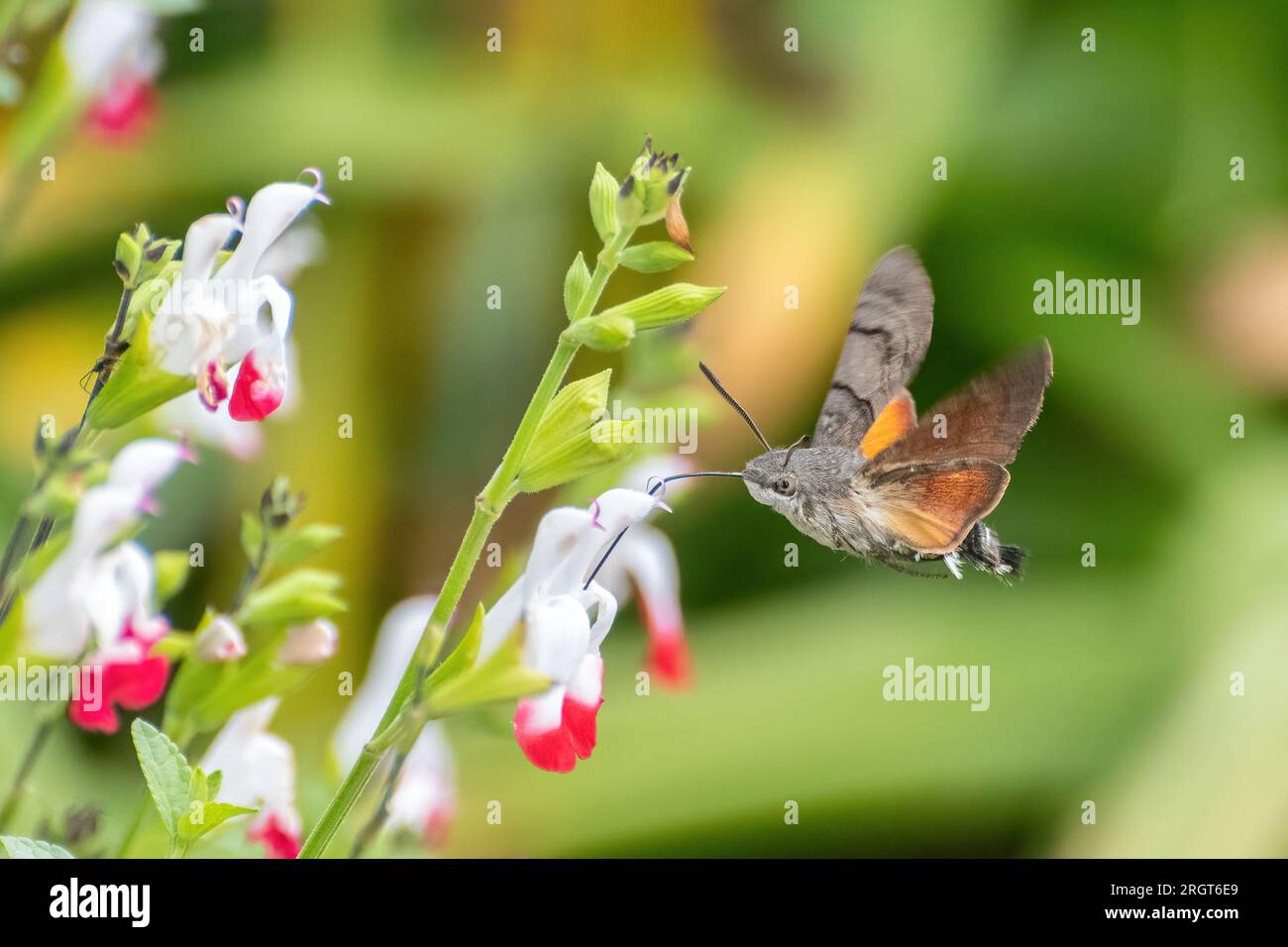Day flying moths hi-res stock photography and images - Alamy