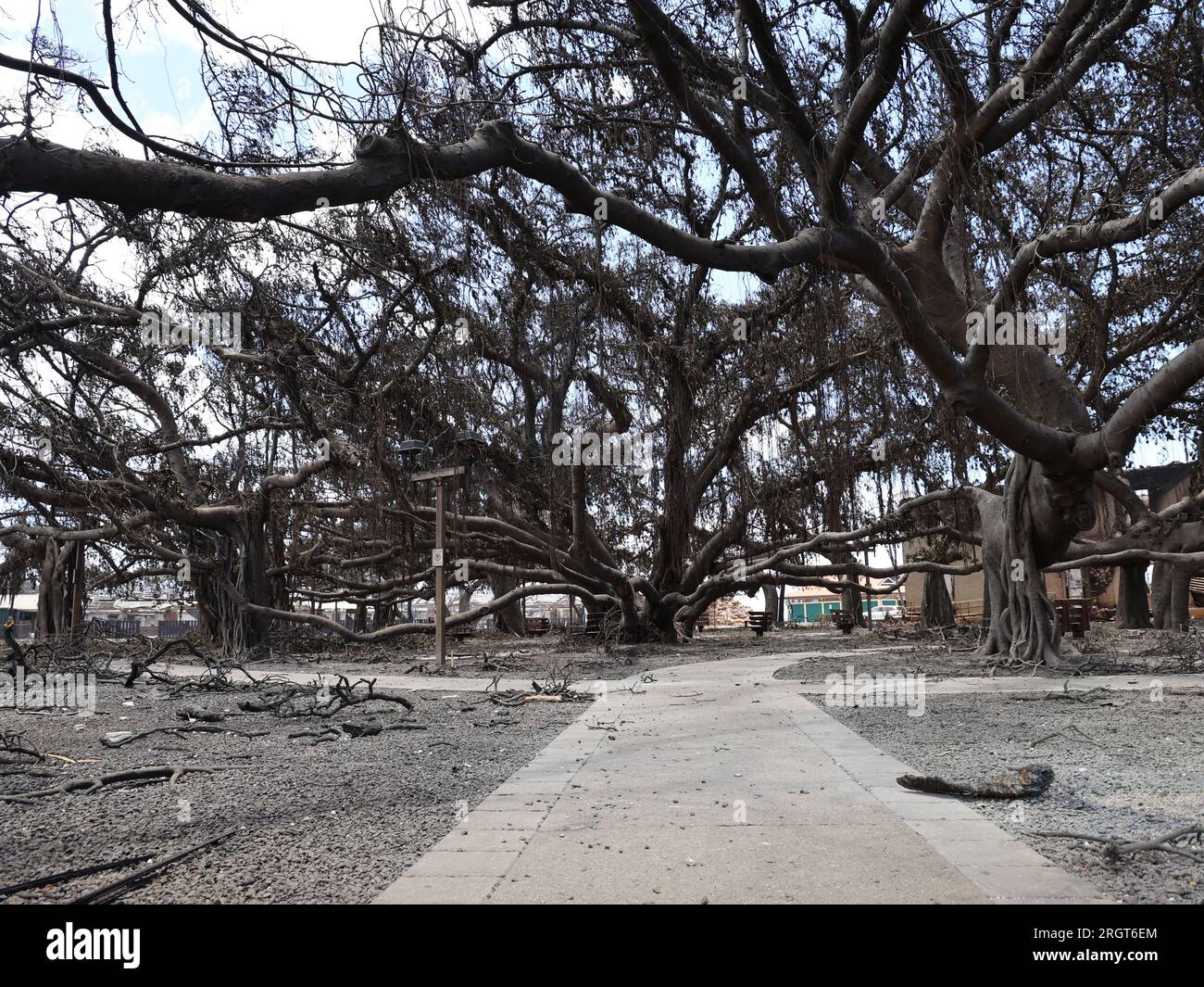 Lahaina, Maui, USA. 11th Aug, 2023. The historic Banyan Tree is burned ...