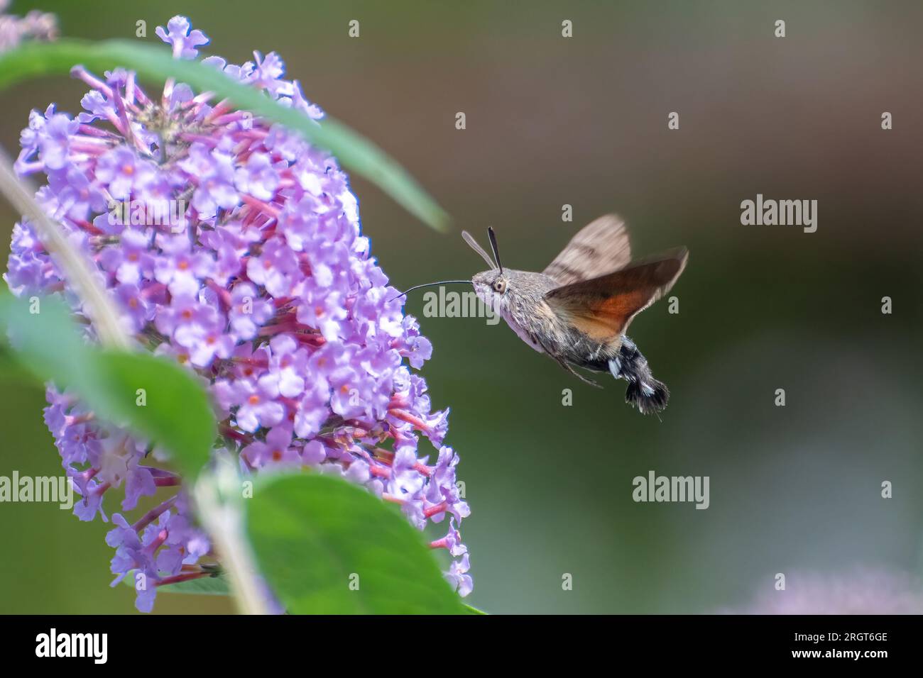 Day flying moths hi-res stock photography and images - Alamy
