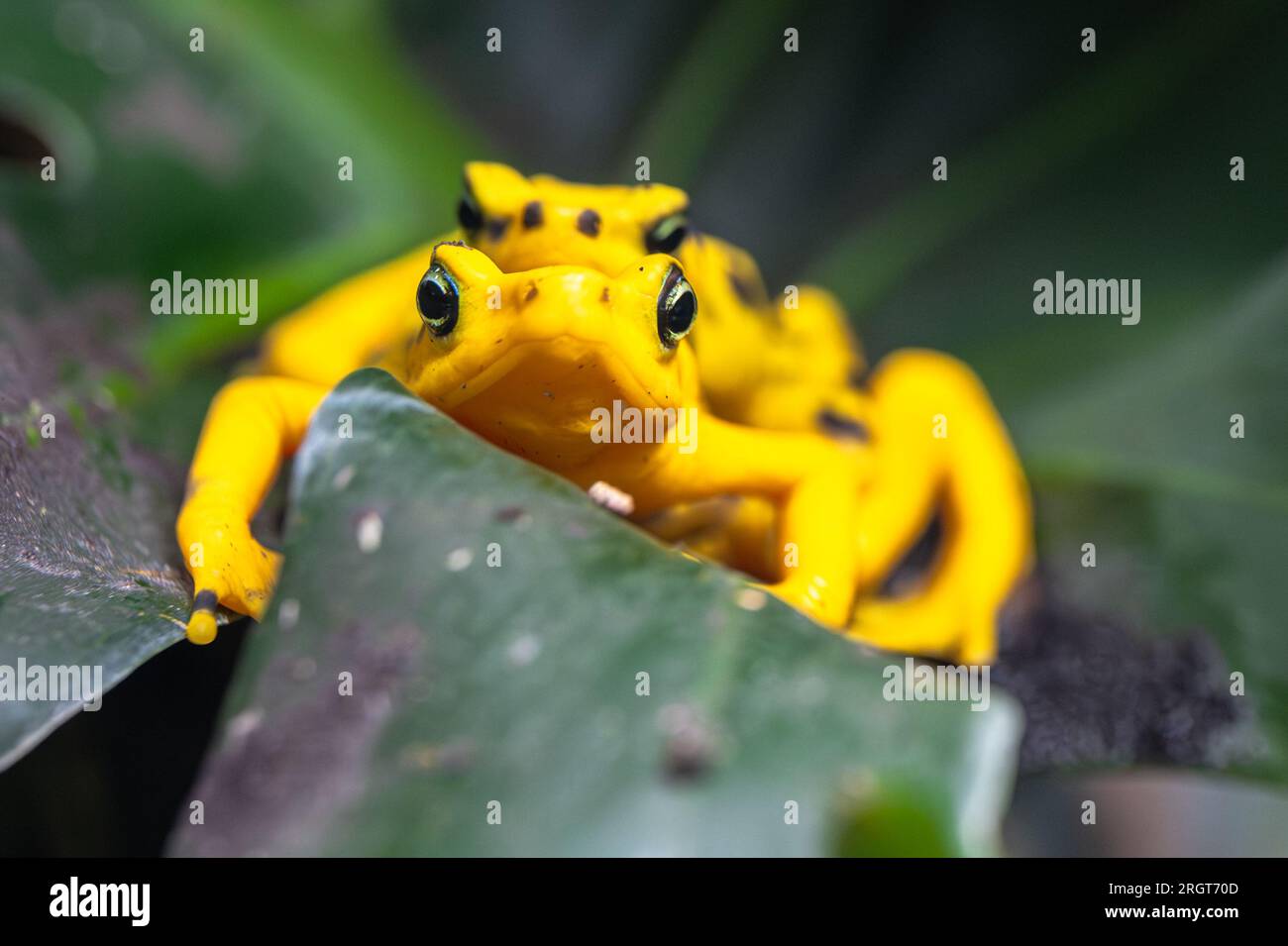Panamanian Golden Frog (Atelopus zeteki Stock Photo - Alamy
