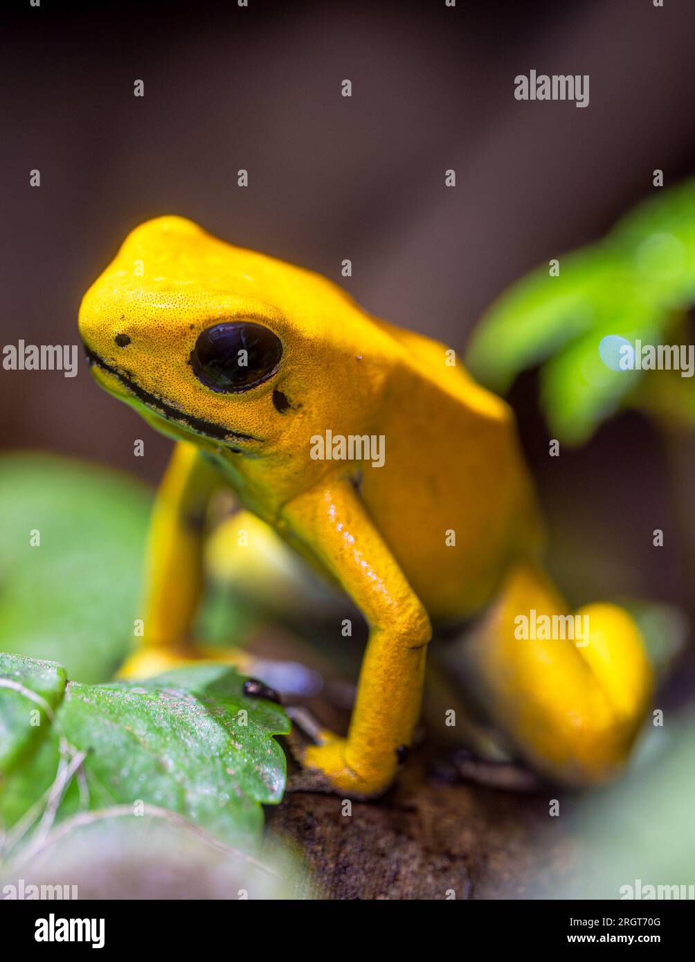 Phyllobates terribilis hi-res stock photography and images - Alamy