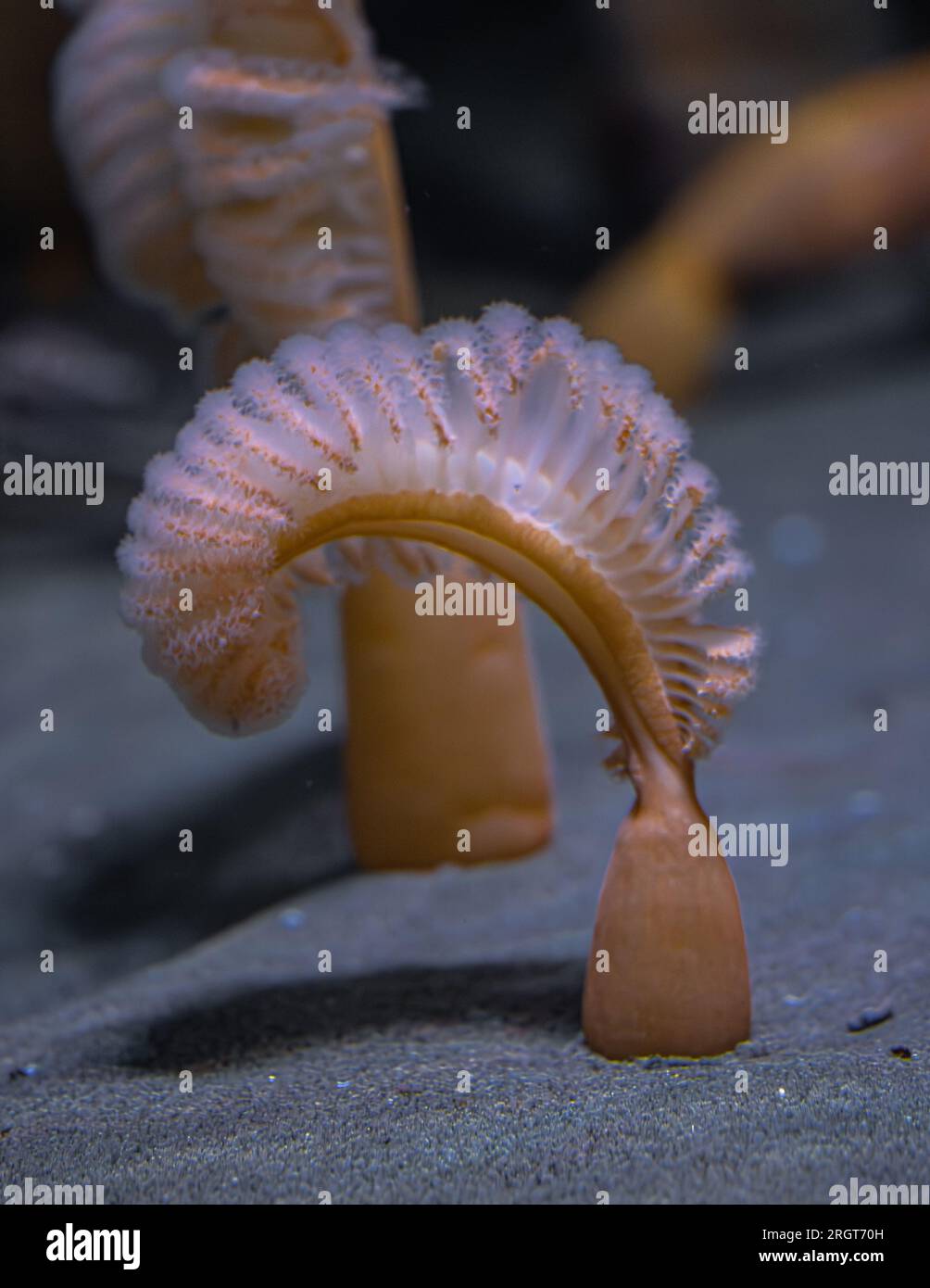 Orange sea pen hi-res stock photography and images - Alamy