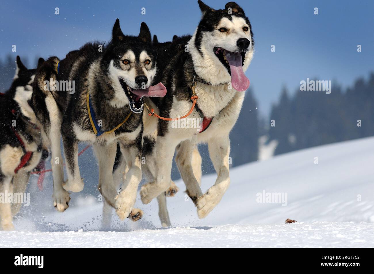 dog sledding on the snow ready for competition Stock Photo - Alamy
