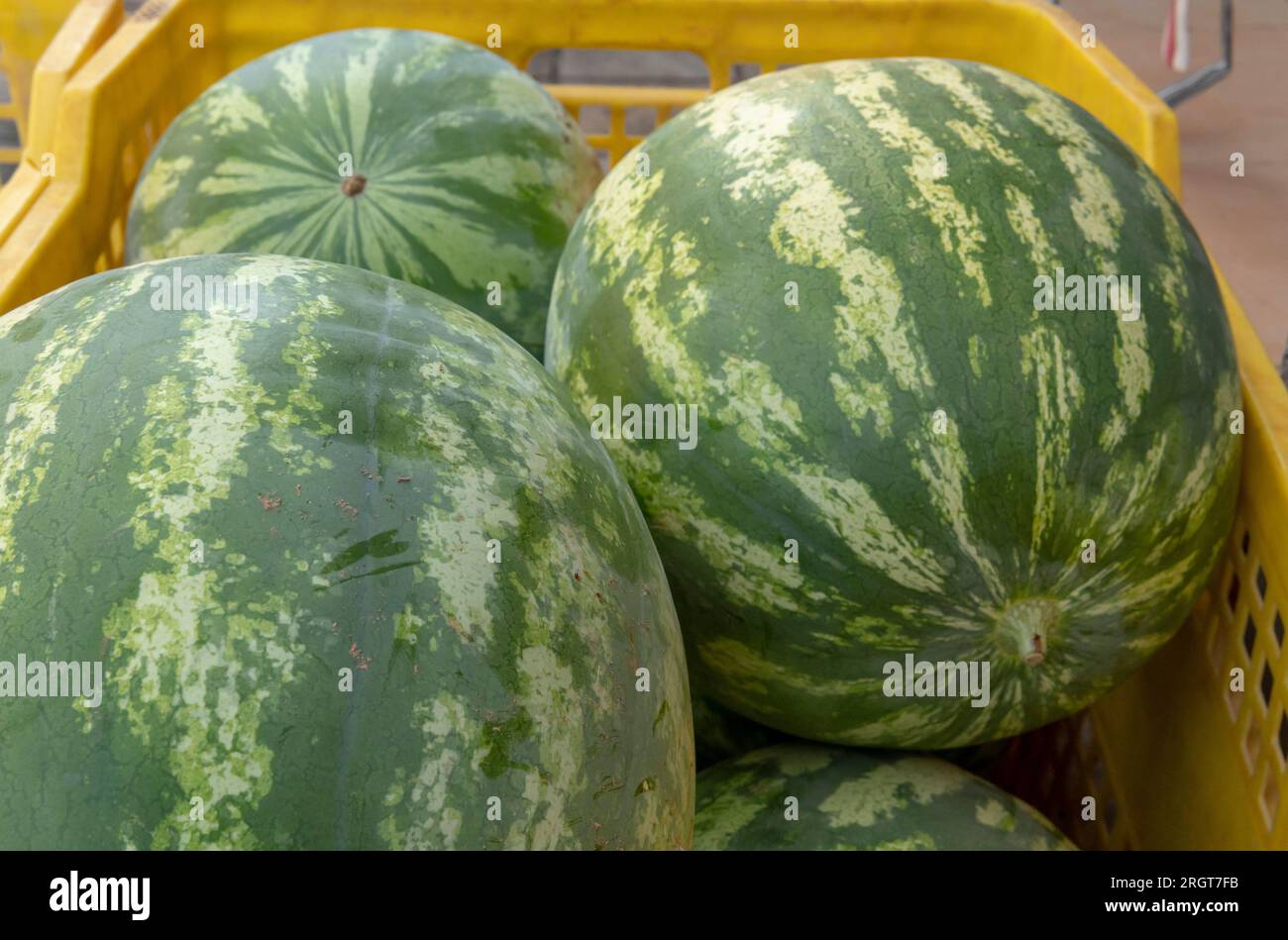 Close-up of watermelons in fruit crates. Island of Mallorca, Spain ...