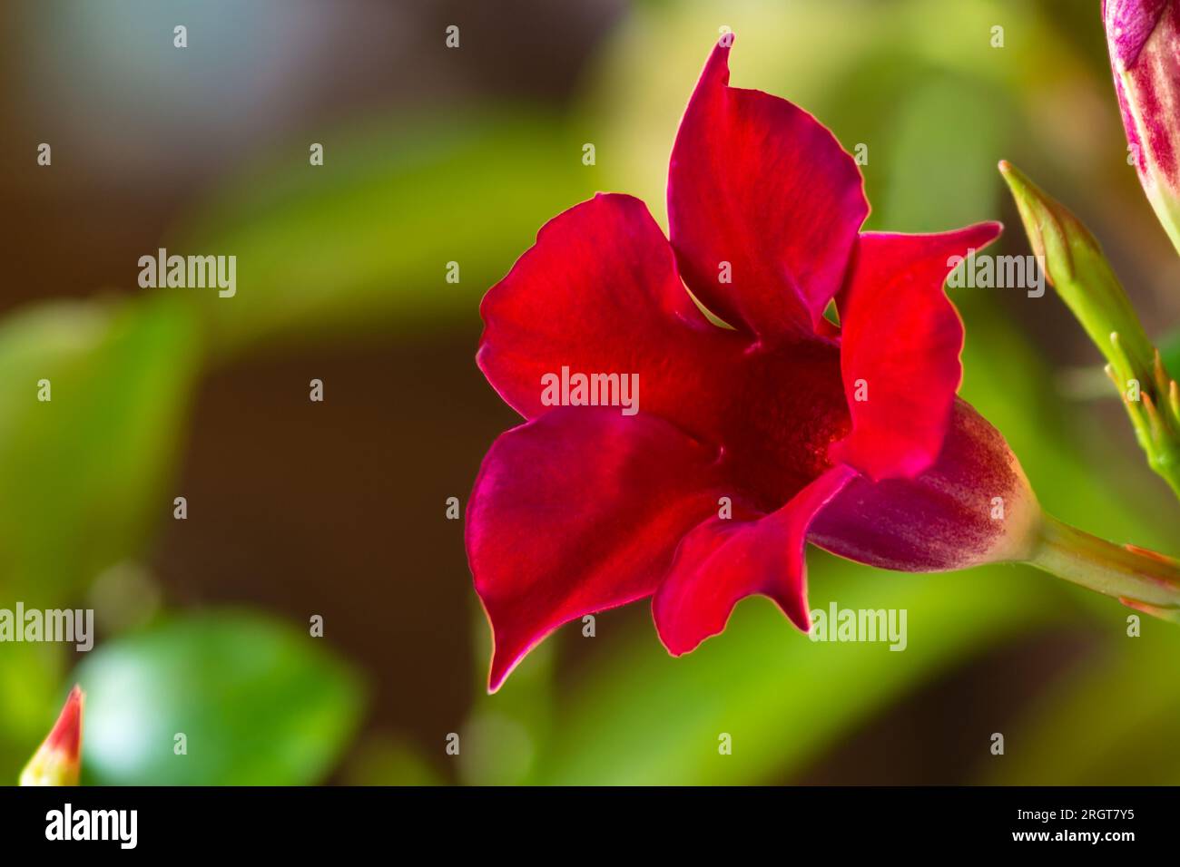 Mandewilla sanderi (Brazilian jasmine) flower. Sundavilla variety in ...