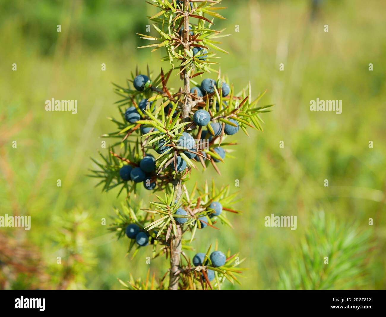 Juniper Juniperus communis common fruits berry quality natural plant ...