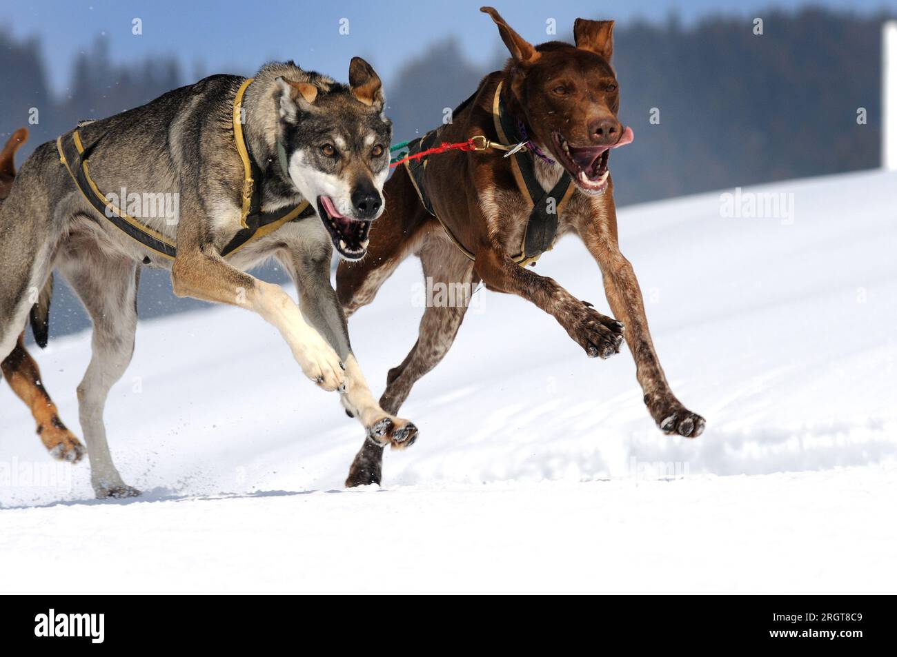 Winter wonderland dog sledding hi-res stock photography and images - Alamy