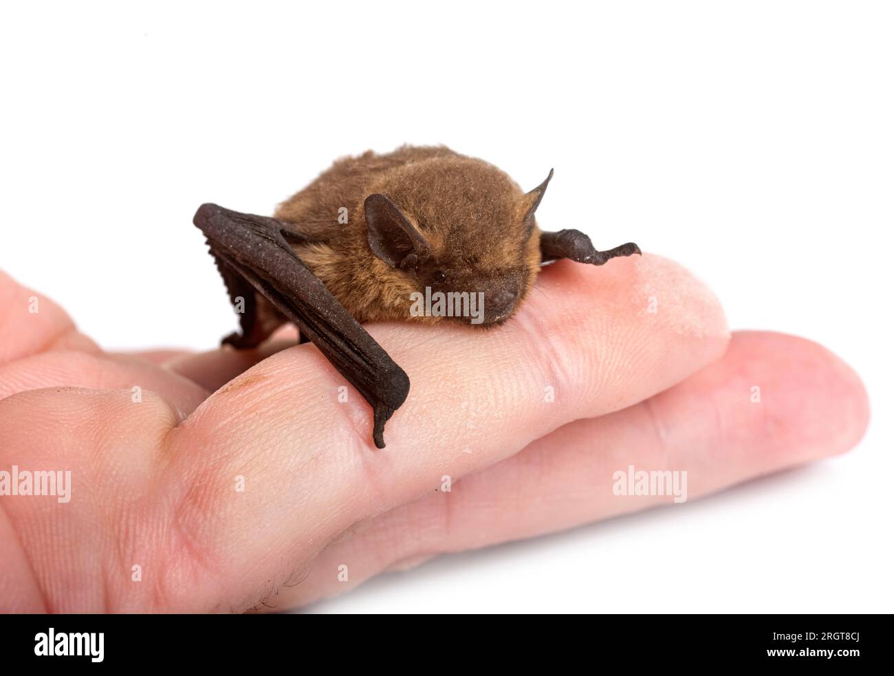 Pipistrellus pipistrellus in front of white background Stock Photo - Alamy