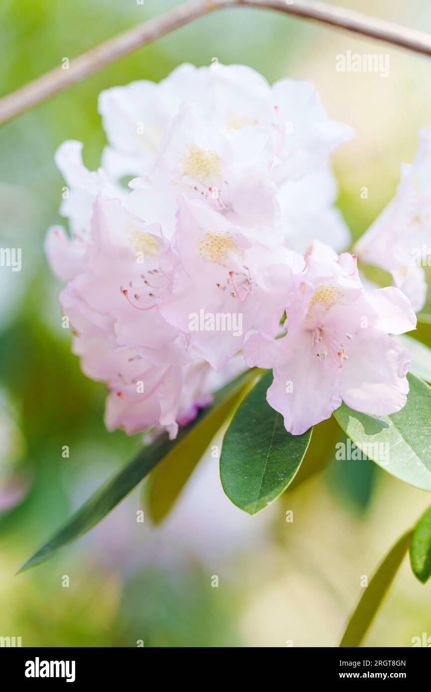 Pink rhododendron flowers in spring park the blooming season of azaleas ...