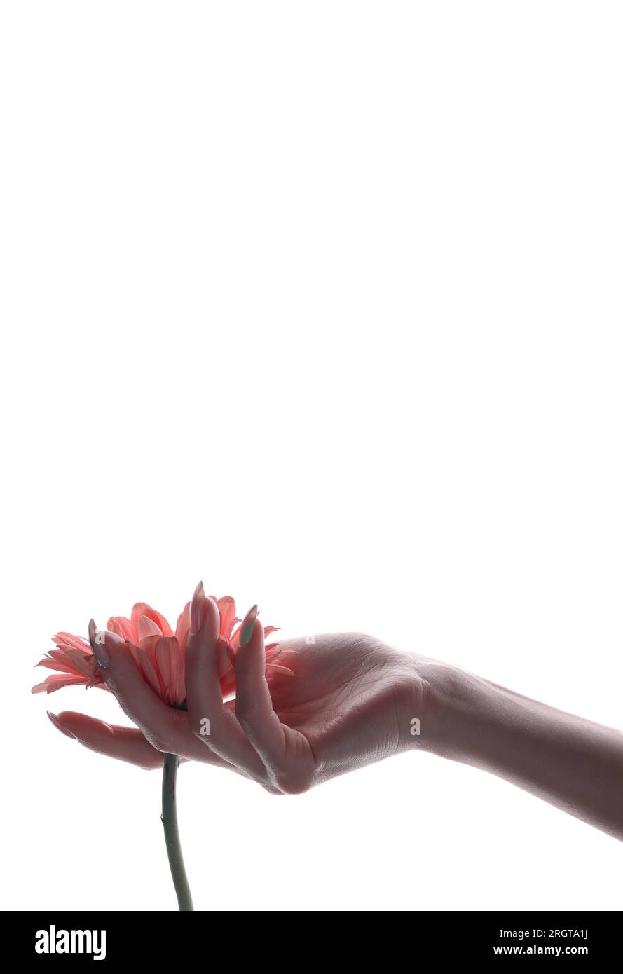 Pink flowers in hand on white background. Beauty and female health ...