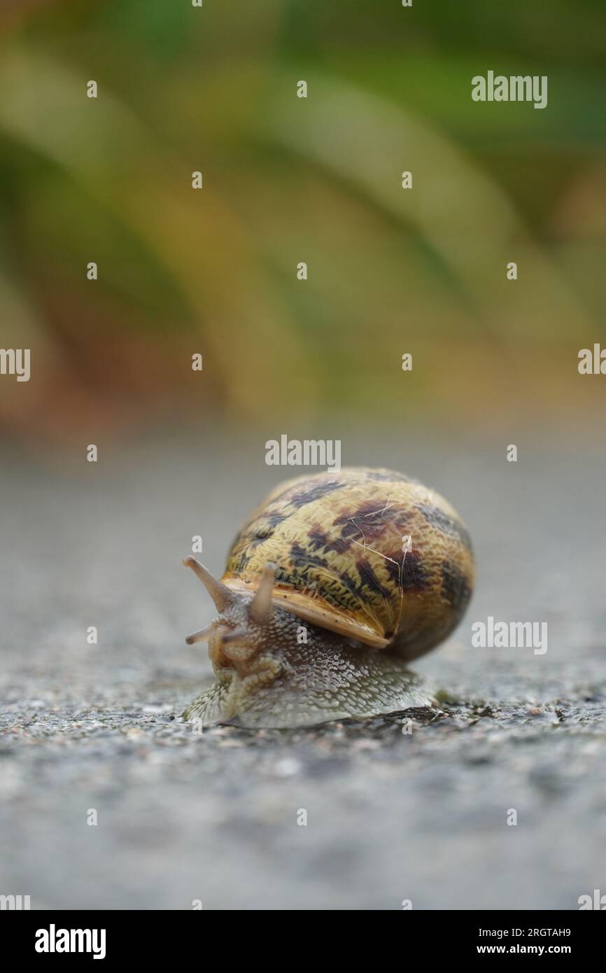 Wallpapers wild hi-res stock photography and images - Alamy