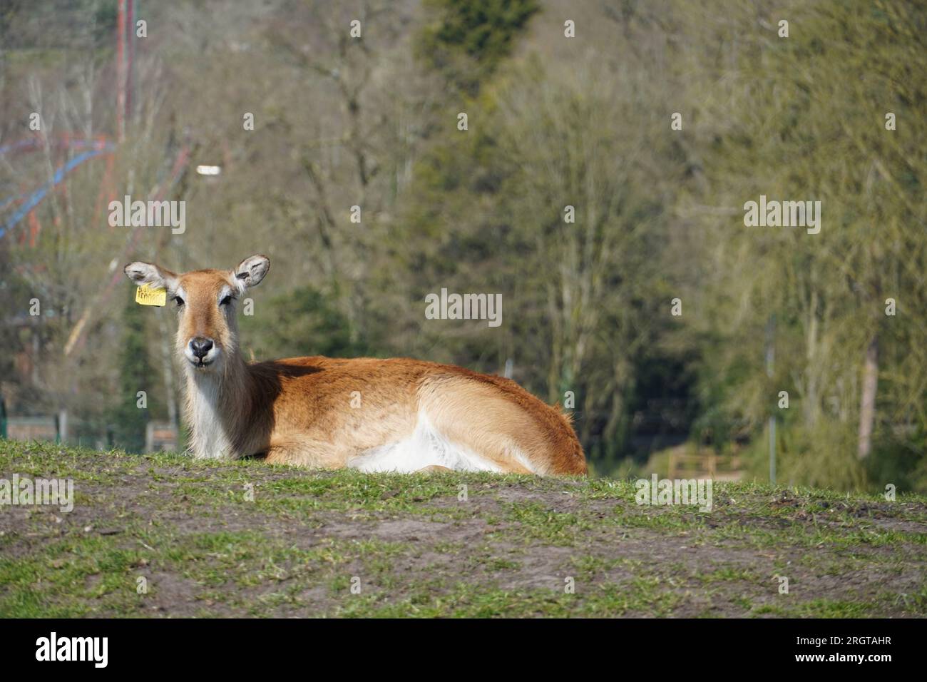Wild life, animals Stock Photo - Alamy