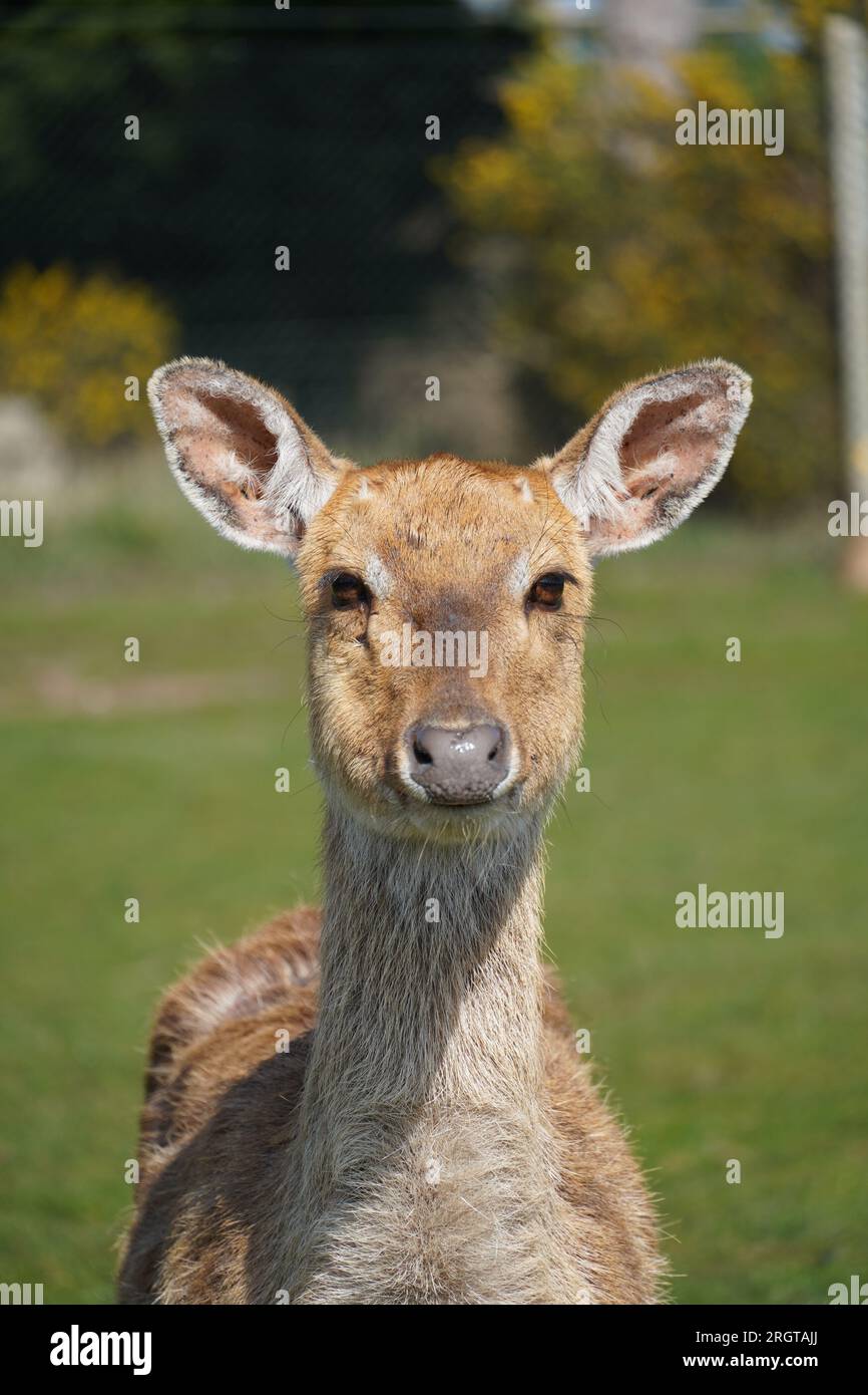 Wild life, animals Stock Photo - Alamy