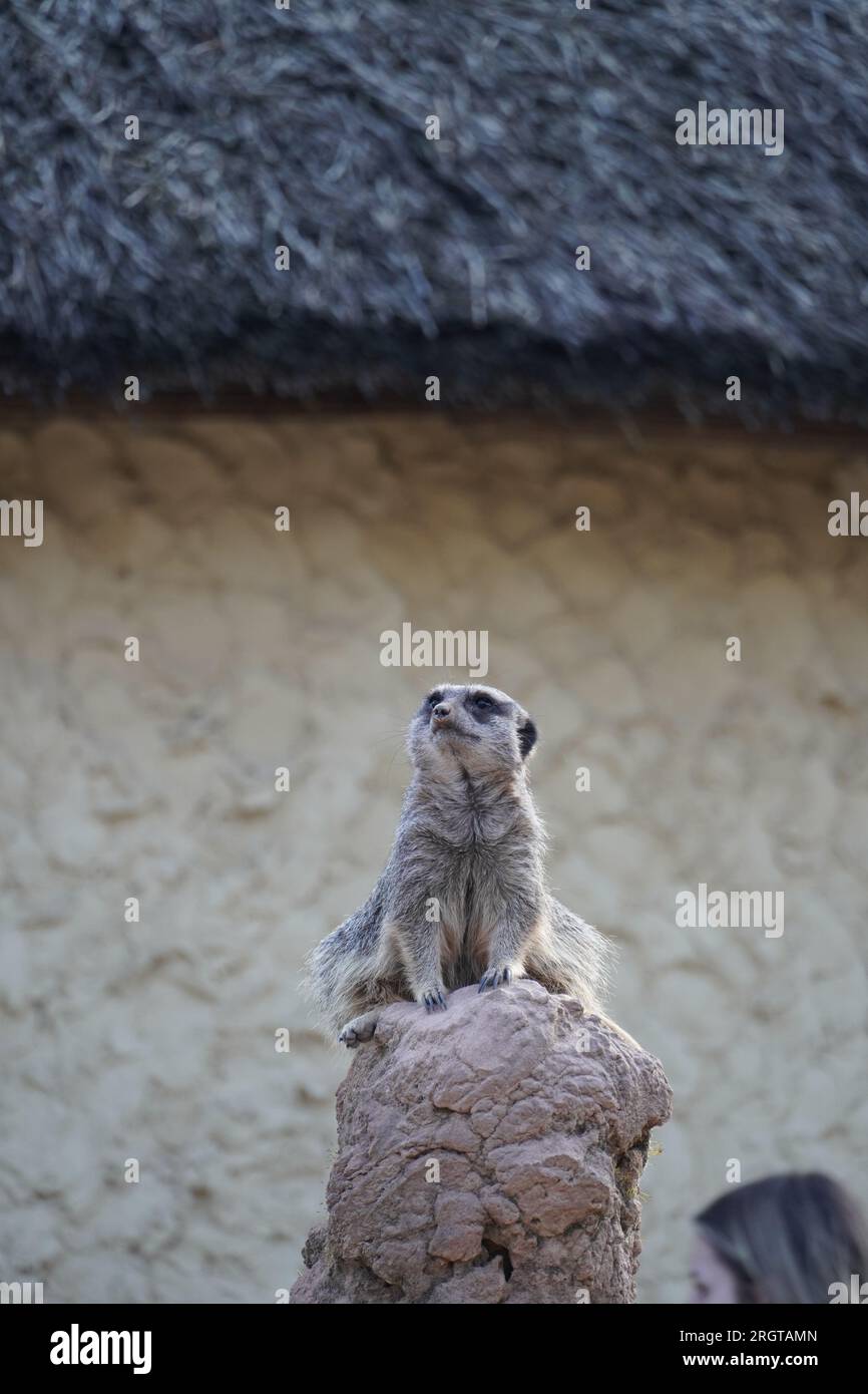 Wallpapers wild hi-res stock photography and images - Alamy