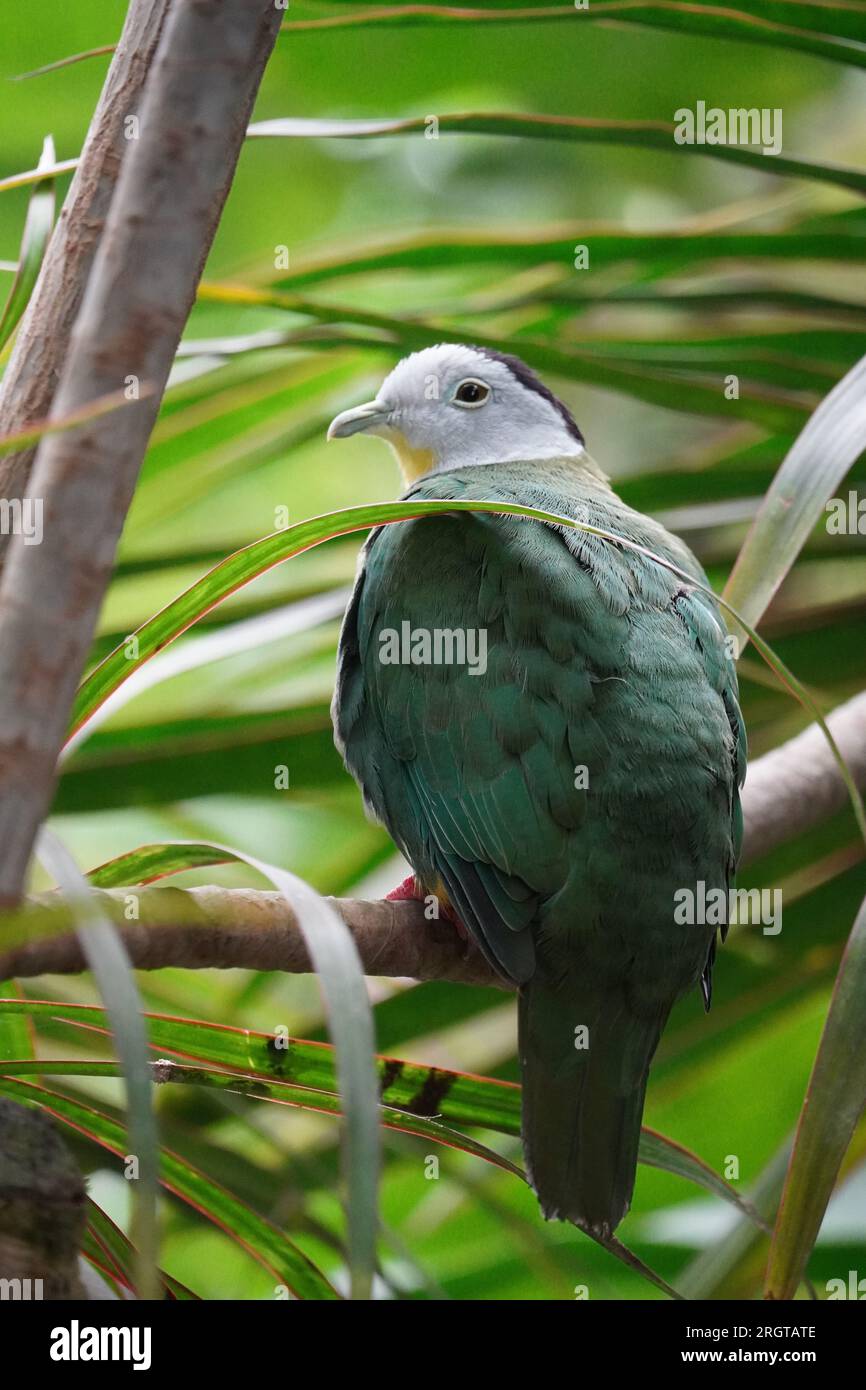 Background wallpaper birds hi-res stock photography and images - Alamy